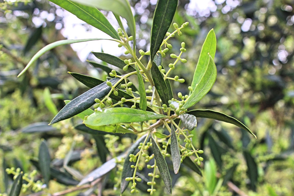 Biodynamic Olive Oil – The Sustainable Nomad